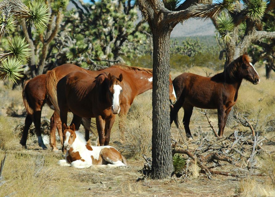 From Las Vegas: Grand Canyon West 5-in-1 Tour with Rim Lunch - Considerations Before Booking