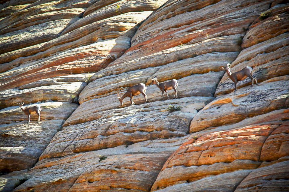 From Las Vegas: VIP Small-Group Zion National Park Adventure - FAQs