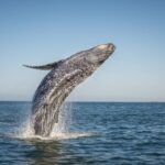 From Ma'alaea: Afternoon Whale Watch Tour Aboard the Malolo - What Sets This Tour Apart?