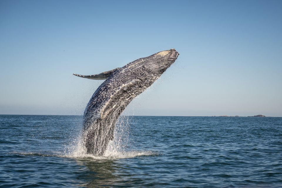 From Ma'alaea: Afternoon Whale Watch Tour Aboard the Malolo - What Sets This Tour Apart?
