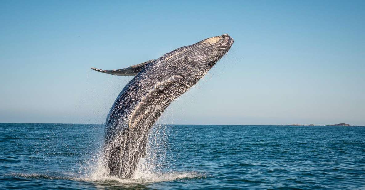 From Ma'alaea: Afternoon Whale Watch Tour Aboard the Malolo - Practical Details and Tips for Your Trip