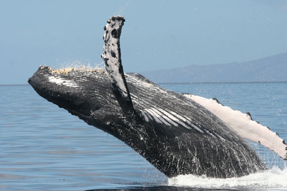 From Ma'alaea: Afternoon Whale Watch Tour Aboard the Malolo - Review Highlights: Authentic Experiences and Excellent Value
