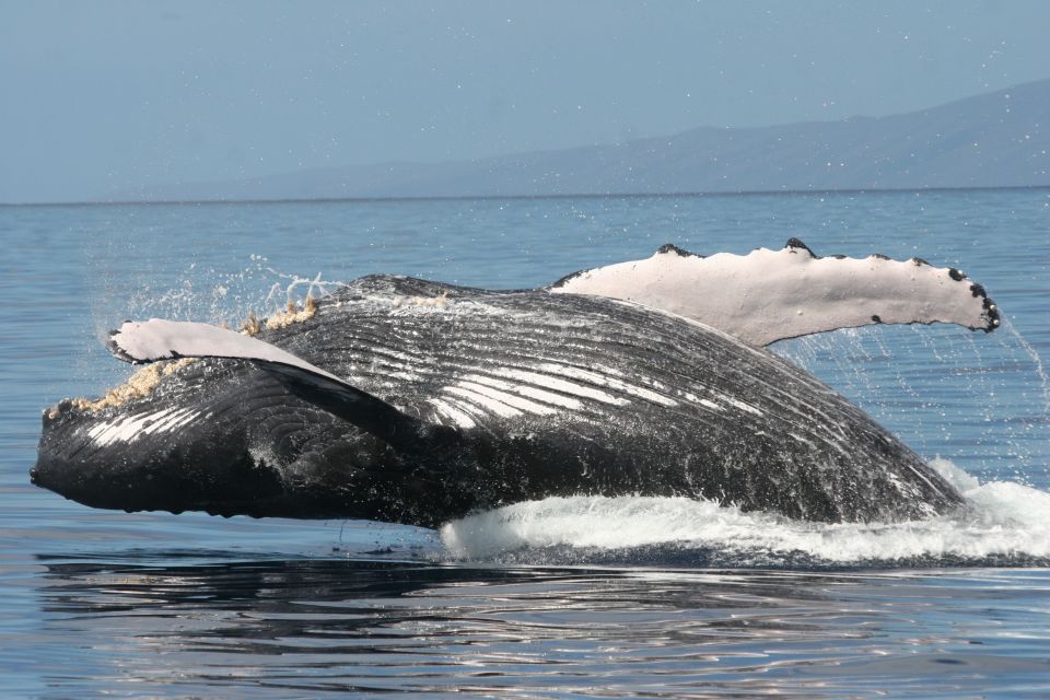 From Ma'alaea: Afternoon Whale Watch Tour Aboard the Malolo - Who Should Consider This Tour?