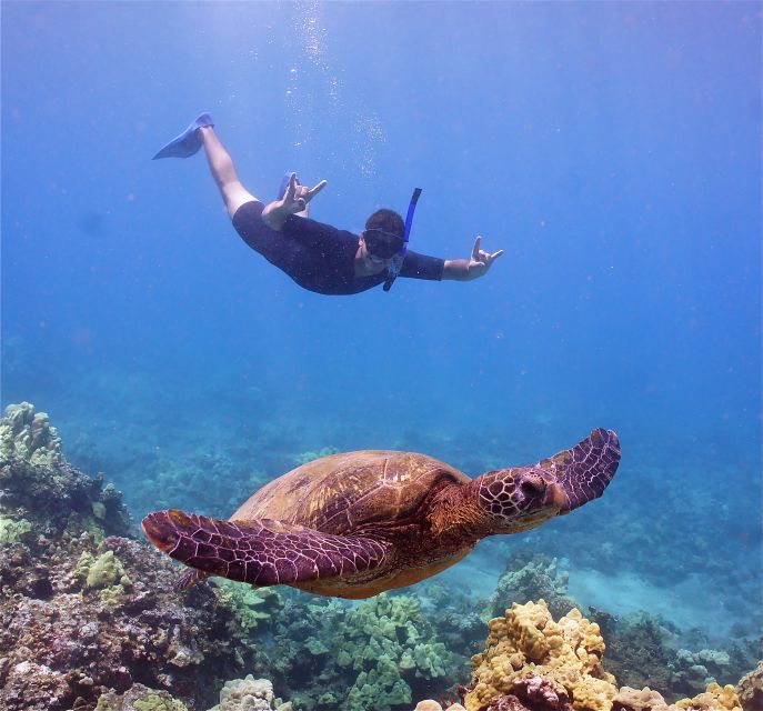 From Ma'alaea: AM Turtle Town Snorkel Aboard Quicksilver - The Itinerary Breakdown