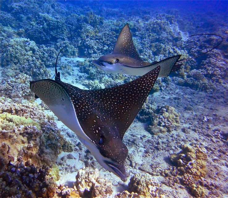 From Ma'alaea: AM Turtle Town Snorkel Aboard Quicksilver - What’s Included and What to Consider  