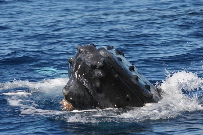 From Ma'alaea Harbor, Maui: Whale Watch Cruise Aboard Malolo - The Crew & Narration