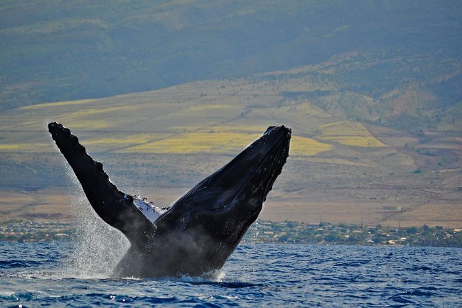 From Ma'alaea Harbor, Maui: Whale Watch Cruise Aboard Malolo - The Challenges: Seas and Sightings