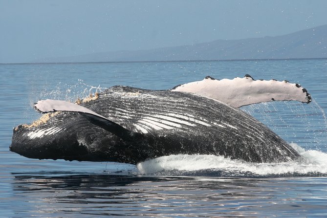 From Ma'alaea Harbor, Maui: Whale Watch Cruise Aboard Malolo - Timing & Duration