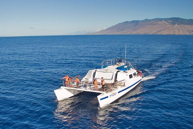 From Ma'alaea Harbor, Maui: Whale Watch Cruise Aboard Malolo - Cost & Value