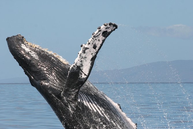 From Ma'alaea Harbor, Maui: Whale Watch Cruise Aboard Malolo - Who Will Love This Tour?