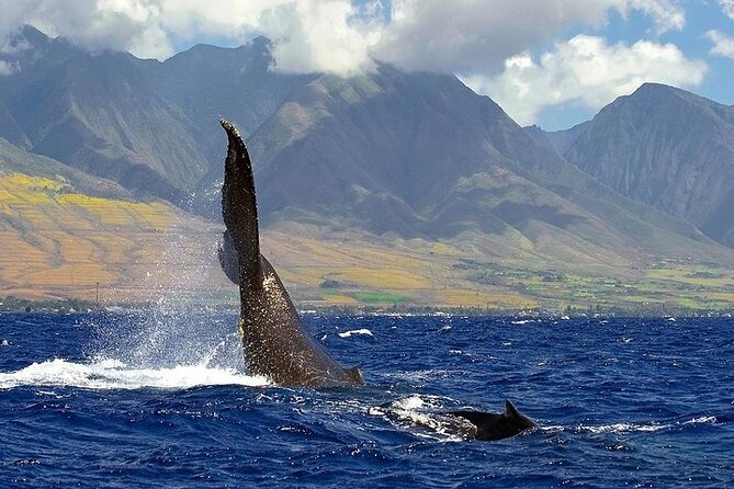 From Ma'alaea Harbor: Sunset Whale Watch Tour Aboard the Malolo - An Introduction to the Sunset Whale Watch aboard Malolo