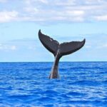 From Ma'alaea Harbor: Sunset Whale Watch Tour Aboard the Malolo - The Itinerary Breakdown