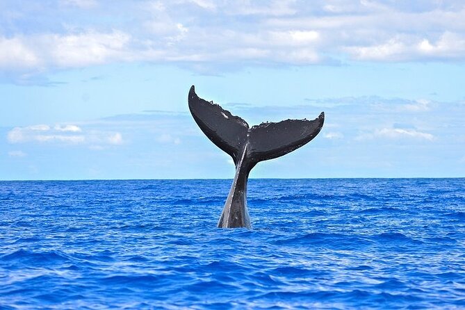 From Ma'alaea Harbor: Sunset Whale Watch Tour Aboard the Malolo - The Itinerary Breakdown