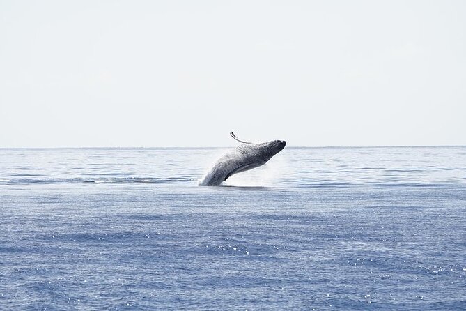 From Ma'alaea Harbor: Sunset Whale Watch Tour Aboard the Malolo - Why We Think This Tour Is Worth Considering