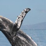 From Ma'alaea Harbor: Whale Watch Cruise Aboard the Malolo - Practical Tips for Booking & Enjoying Your Whale Watch