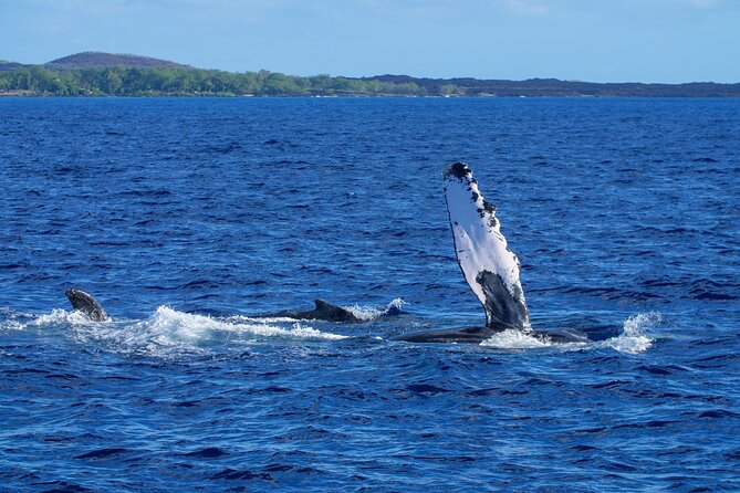 From Maalaea Harbor: Whale Watching Tours Aboard Winona Catamaran - Why This Tour Offers Great Value