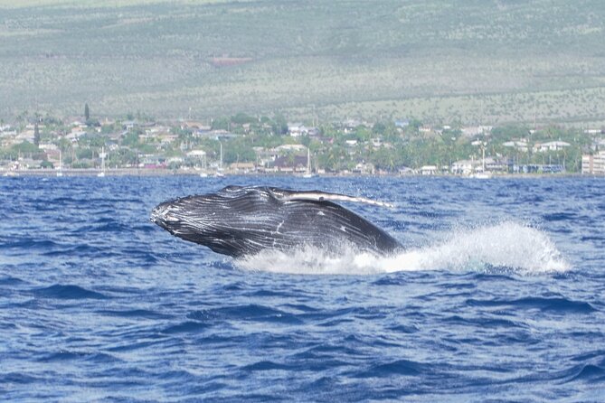 From Maalaea Harbor: Whale Watching Tours Aboard Winona Catamaran - Who Would Love This Experience?