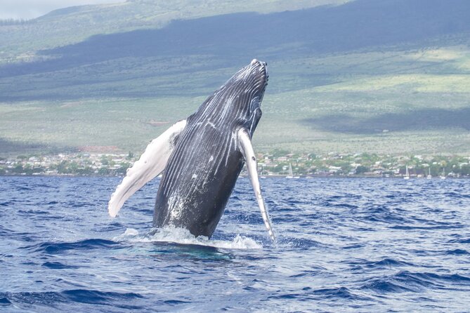 From Maalaea Harbor: Whale Watching Tours Aboard Winona Catamaran - Frequently Asked Questions