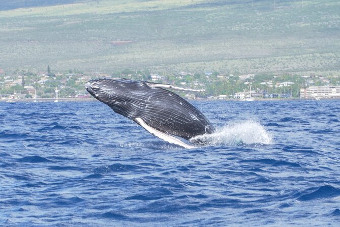 From Maalaea Harbor: Whale Watching Tours Aboard Winona Catamaran - Final Thoughts