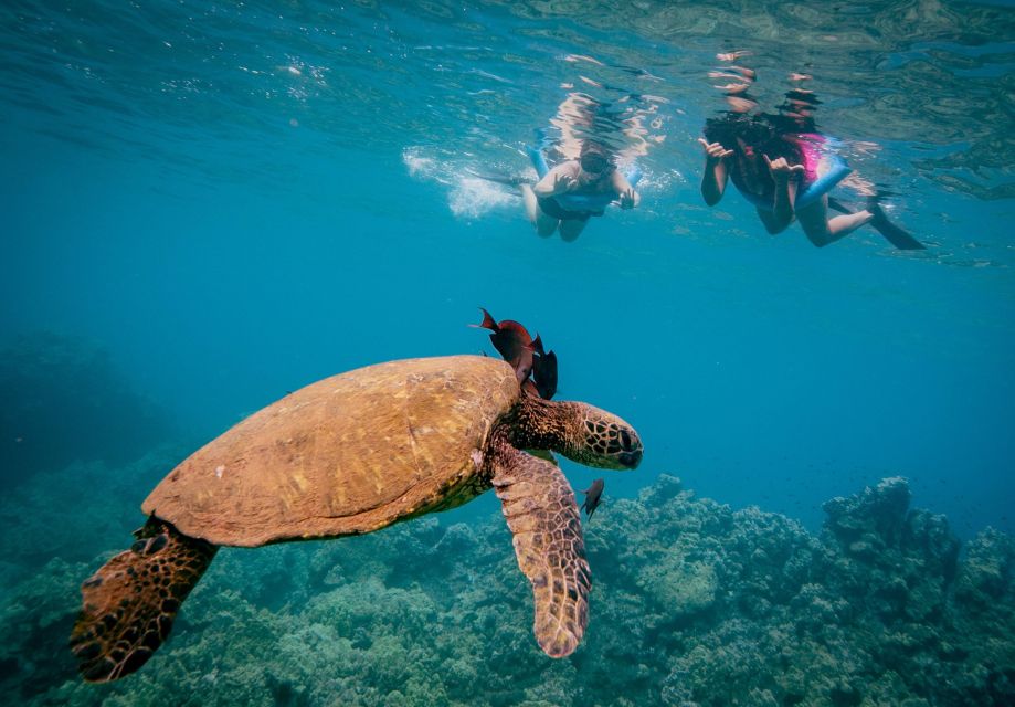 From Maalaea: Turtle Town 3-Hour Snorkel and Sail Adventure - Authentic Insights from Travelers