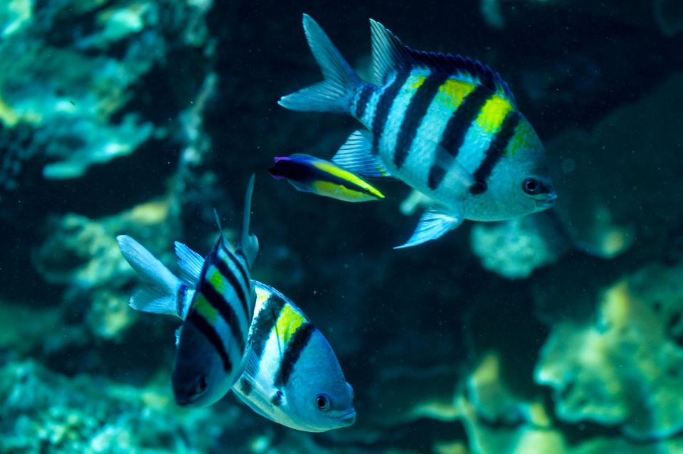 From Maalaea: Turtle Town 3-Hour Snorkel and Sail Adventure - Who Should Consider This Tour?