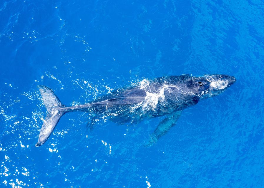 From Maalaea: Whale Watching Catamaran Cruise with Drinks - Key Points