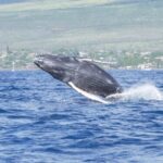 From Maalaea: Whale Watching Catamaran Cruise with Drinks - Who should consider this tour?