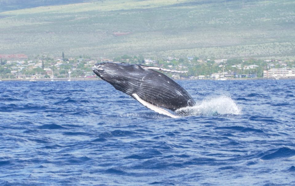 From Maalaea: Whale Watching Catamaran Cruise with Drinks - Who should consider this tour?