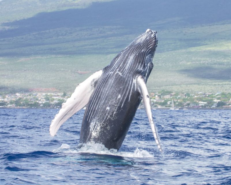 From Maalaea: Whale Watching Catamaran Cruise with Drinks - Final thoughts