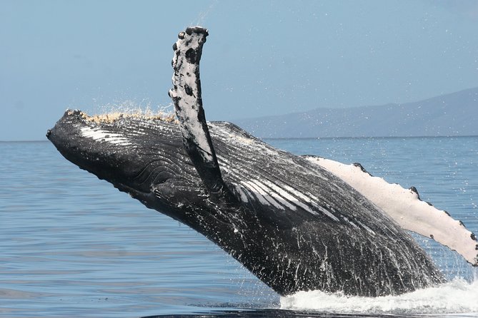 From Maalaea: Whale Watching Tour Aboard the Quicksilver - The Departure Point and Practicalities