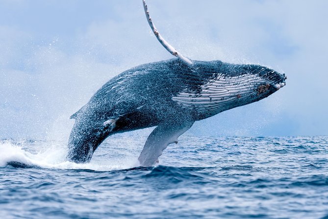 From Maalaea: Whale Watching Tour Aboard the Quicksilver - Why This Tour Works Well