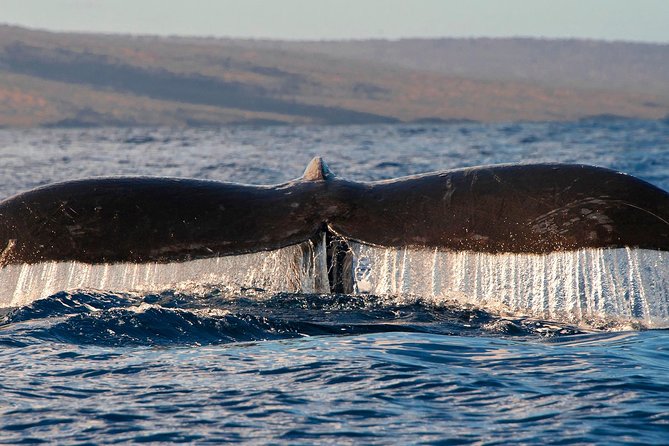 From Maalaea: Whale Watching Tour Aboard the Quicksilver - How It Compares to Other Maui Tours