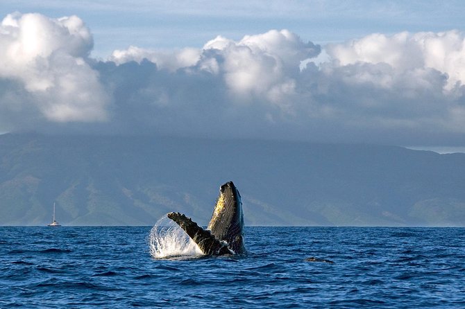 From Maalaea: Whale Watching Tour Aboard the Quicksilver - Final Thoughts: Is It Worth It?