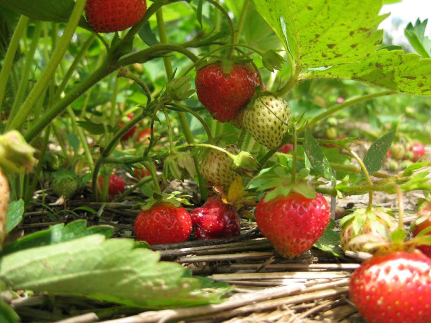 From Mattituck: North Fork Area Bike Tour with Food Tasting - Who is This Tour Perfect For?  