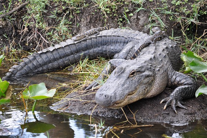 From Miami: Everglades Airboat, Wildlife Show, and Roundtrip Bus - Practical Tips for Making the Most of This Tour