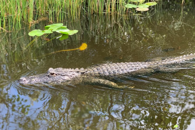 From Miami: Everglades Airboat, Wildlife Show, and Roundtrip Bus - Is It Worth the Price?
