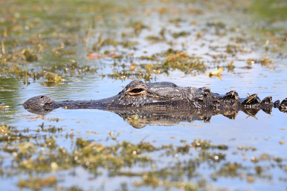 From Miami: Everglades Tour w/ Wet Walk, Boat Trips, & Lunch - Starting Point: From Miami to the Wilderness