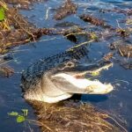 From Miami: Everglades Tour w/ Wet Walk, Boat Trips, & Lunch - Visiting a Tree Island Village: A Glimpse into Native Life