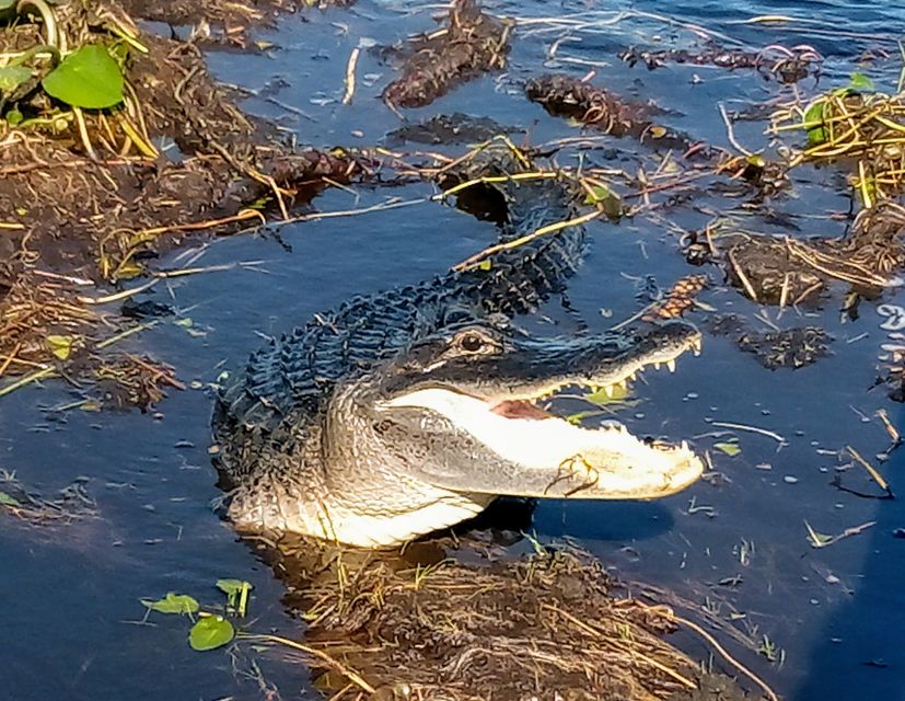 From Miami: Everglades Tour w/ Wet Walk, Boat Trips, & Lunch - Visiting a Tree Island Village: A Glimpse into Native Life