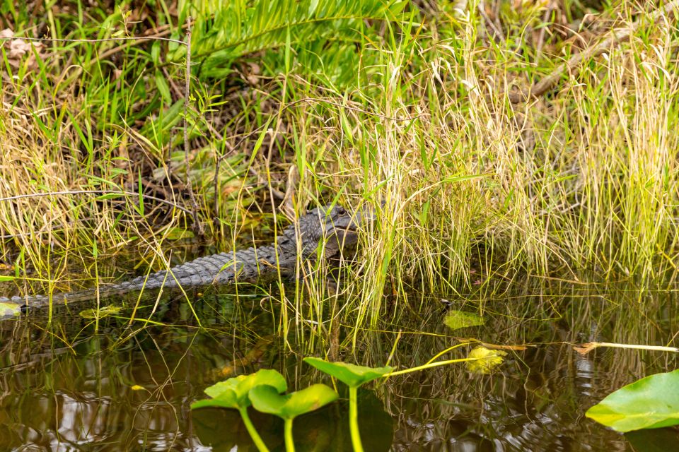 From Miami: Everglades Wildlife Show, Airboat & Bus Transfer - FAQ