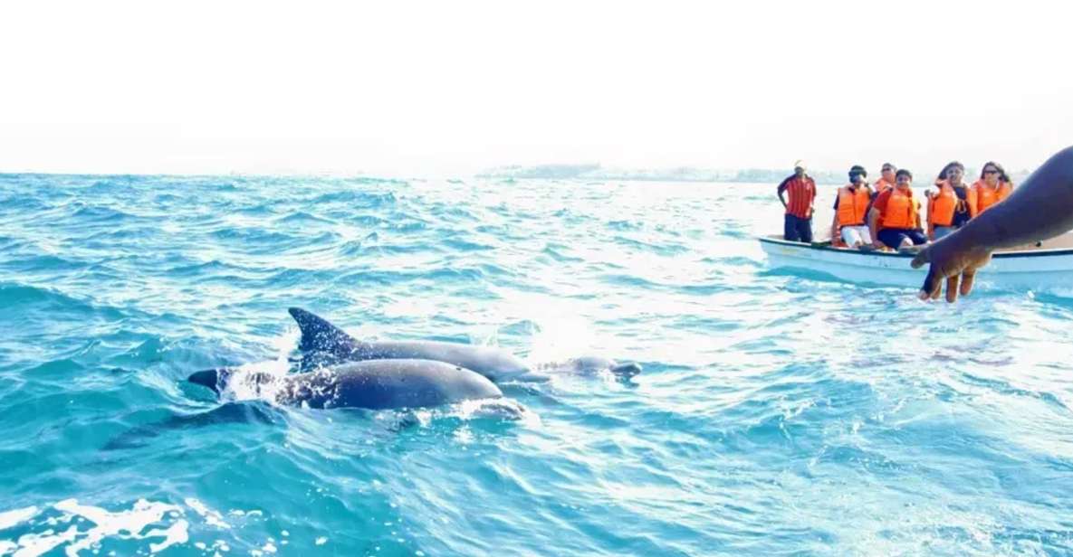 From Miami: Key West with Dolphin Watch or Snorkel Boat - A Full Breakdown of the Tour Experience