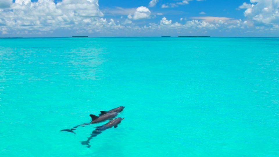 From Miami: Key West with Dolphin Watch or Snorkel Boat - FAQ