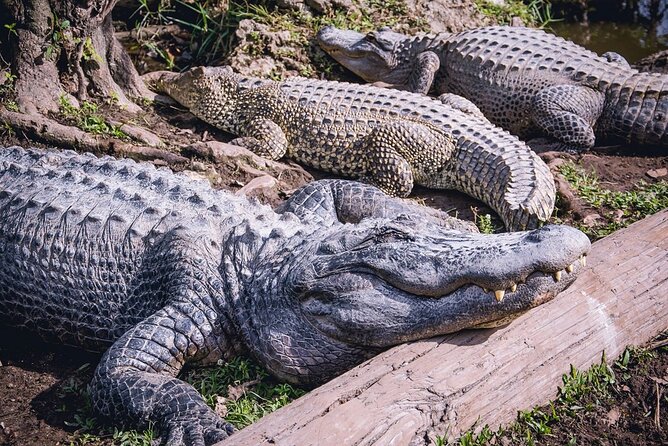 From Miami: Open-Top Bus Tour, Bay Cruise, & Everglades Adventure - Final Verdict