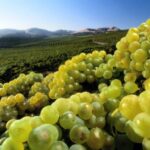 From Napa: Healdsburg Wine Tour and Tasting - FAQ