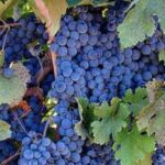 From Napa: Private Wine Tour to Guerneville - An In-Depth Look at the Itinerary and Experience