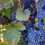 From Napa: Santa Rosa Wine Tasting Tour - Who Should Consider This Tour?