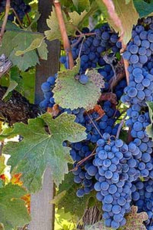 From Napa: Santa Rosa Wine Tasting Tour - Who Should Consider This Tour?
