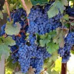 From Napa: Sonoma Private Wine Tour with Tastings - A Closer Look at What the Tour Entails