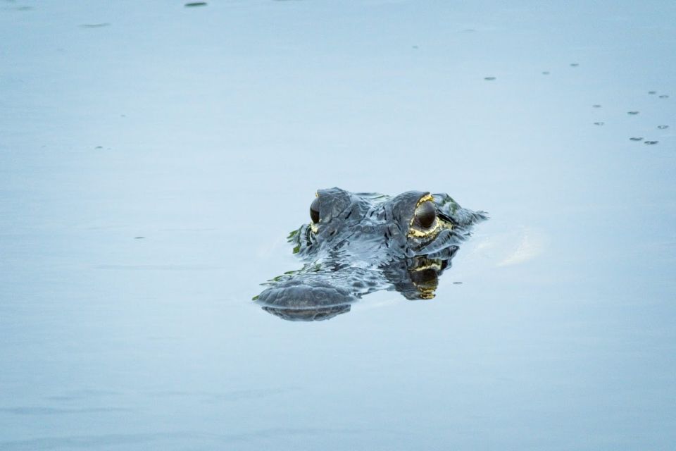 From Naples: 10,000 Islands Boat Trip & Everglades Walk! - The Itinerary Breakdown: What to Expect