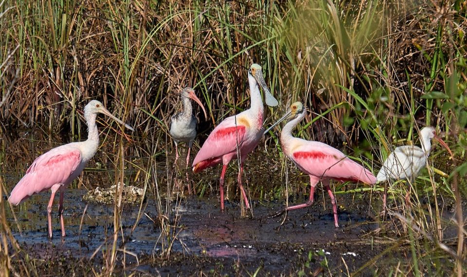 From Naples: 10,000 Islands Boat Trip & Everglades Walk! - FAQ